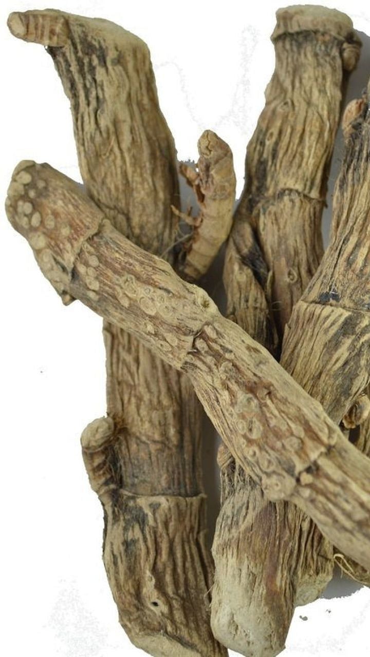 Vekhand in Ayurveda : आयुर्वेदीय वेखंड बाष्पनशील तेल अनेक आजारांवर ...