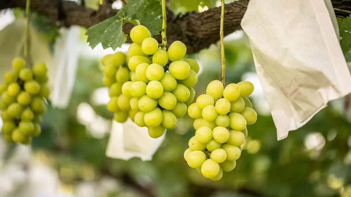Grape Export । देशातून द्राक्ष निर्यातीला अडथळा । Obstacle to the ...