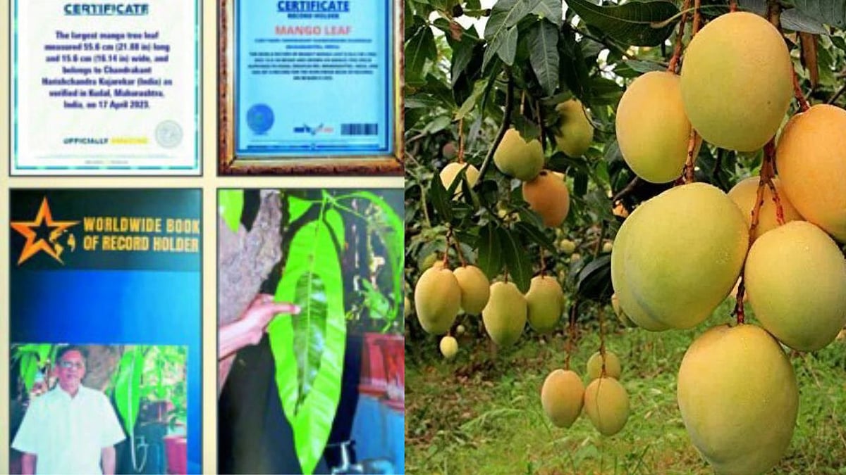 Sindhudurg Mango Leaf : सिंधुदुर्ग जिल्ह्यातील शेतकऱ्याचा जागतिक विक्रम, जगातले सर्वात मोठे ...