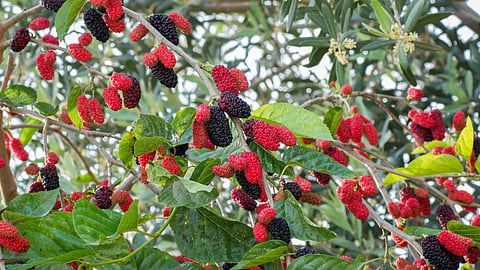 Tuti Fruit : तुती फळाचे आरोग्यदायी फायदे| Health benefits of mulberry fruit