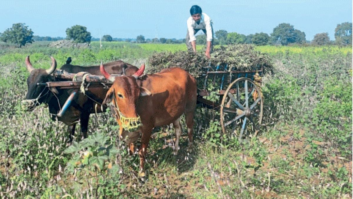 Tur Production | तुरीच्या उत्पादनात मोठी घट | A sharp decline in the ...