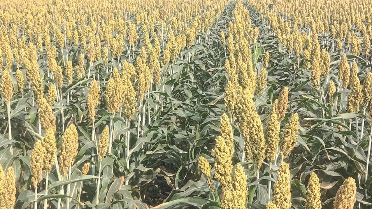 Rabi Jowar News in Marathi । रब्बी ज्वारीच्या पेरणी क्षेत्रात वाढ ...