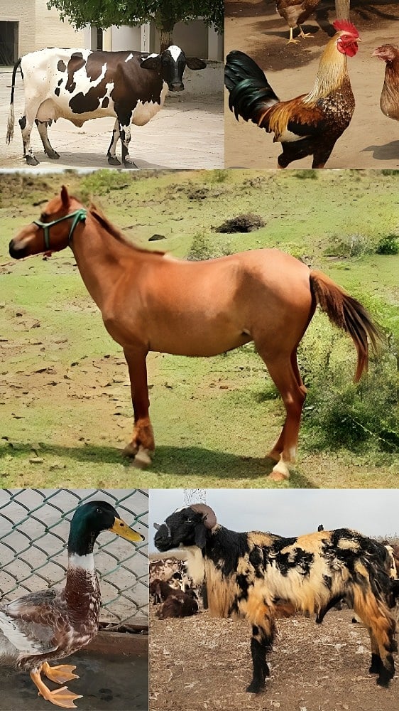 Animal Husbandry |देशात पशु-पक्ष्यांच्या आठ नवीन जातींची नोंद|ICAR ...