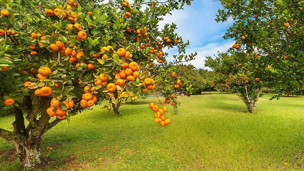 Horticulture Cluster । देशात फलोत्पादन क्लस्टर विकास कार्यक्रमाला ...