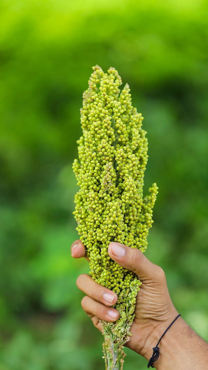Summer Jowar Sowing । यंदाच्या उन्हाळी हंगामात ज्वारी ठरेल फायद्याची ...