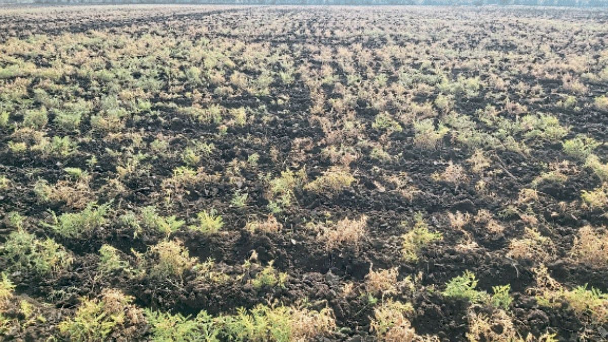 Chana Crop Damage | ‘मान्सून्नोत्तर’मुळे १ लाख हेक्टरवरील हरभरा पिकाला ...