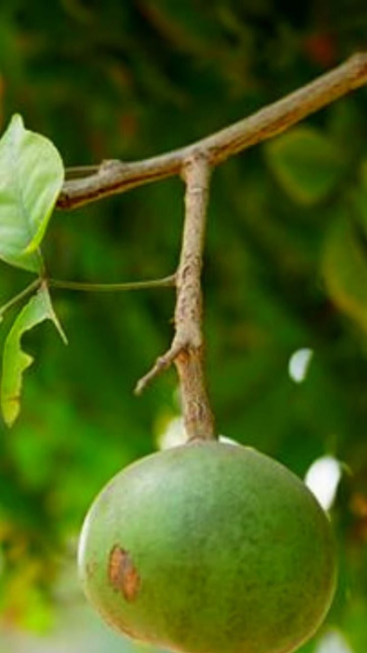 Bela Fruit : बेलाच्या पानांसोबत बेलाचे फळही उपयुक्त|bela fruit has ...