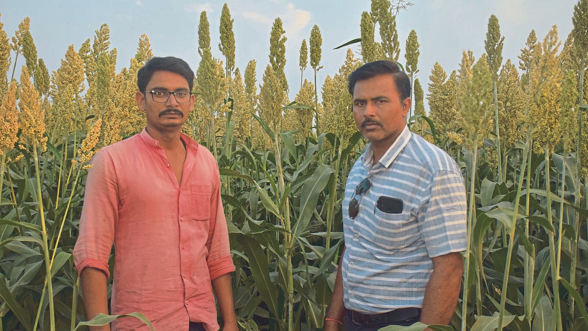 Jowar Sowing । चारा, धान्यासाठी ज्वारीला पसंती । Jowar preferred for ...