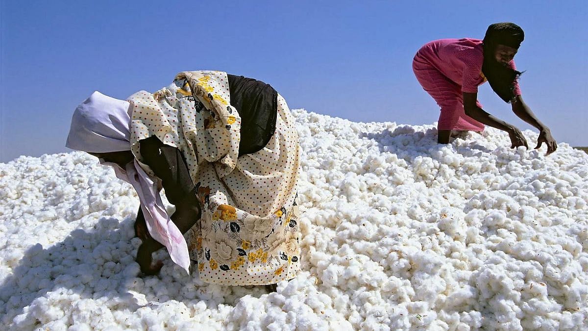 CCI Cotton Procurement । जाचक अटींमुळे ‘सीसाआय’च्या केंद्रात कापूस ...