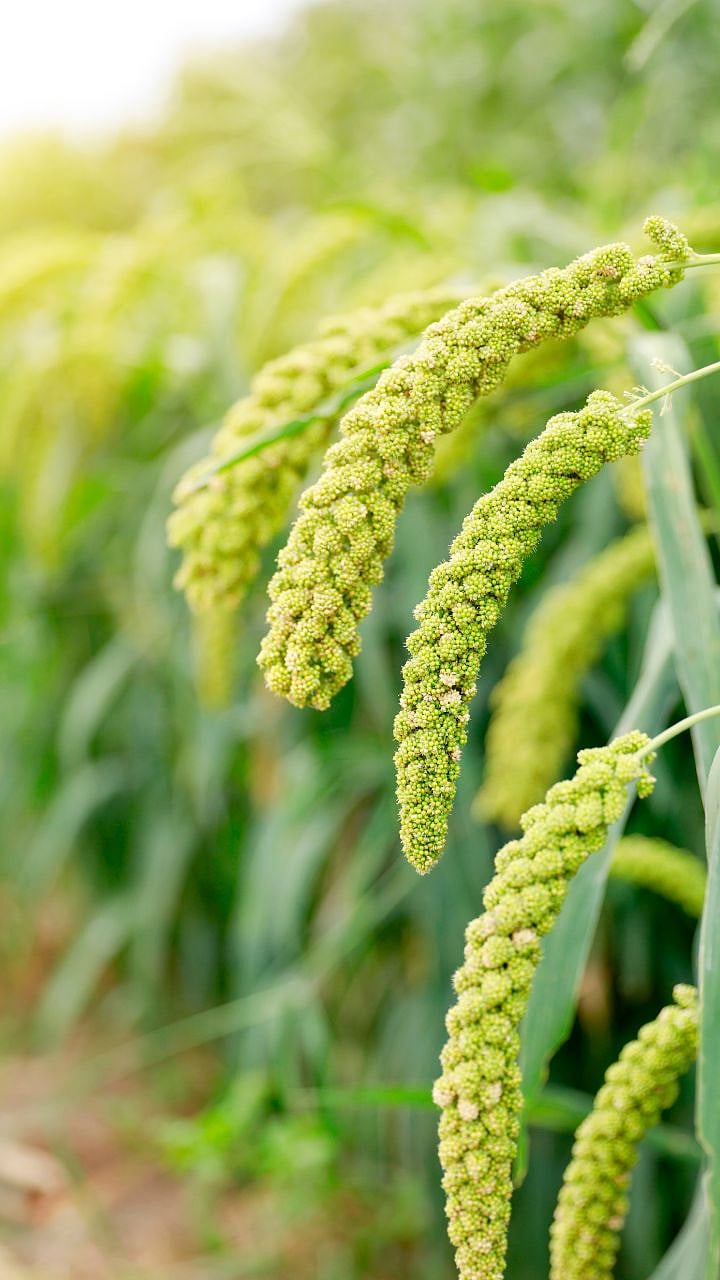 Foxtail Millet : राळ्याचा भात खा आरोग्य वाढवा| Health Benefits of ...