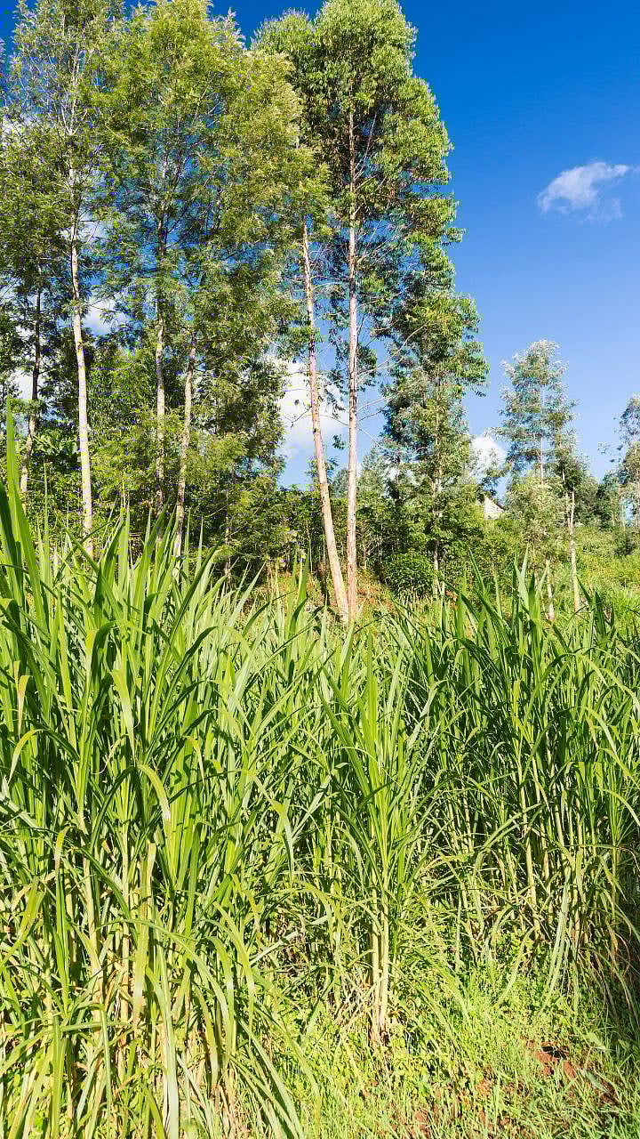 Napier Grass Cultivation : उन्हाळ्यात हिरव्या चाऱ्याची गरज ...