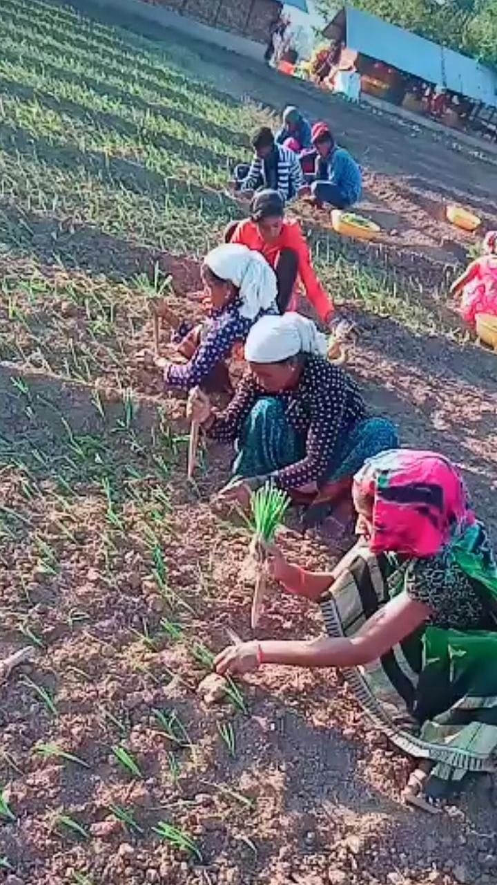 Rabi Onion : रबी कांदा लागवडीची ही सुत्रे लक्षात ठेवा|Remember these ...