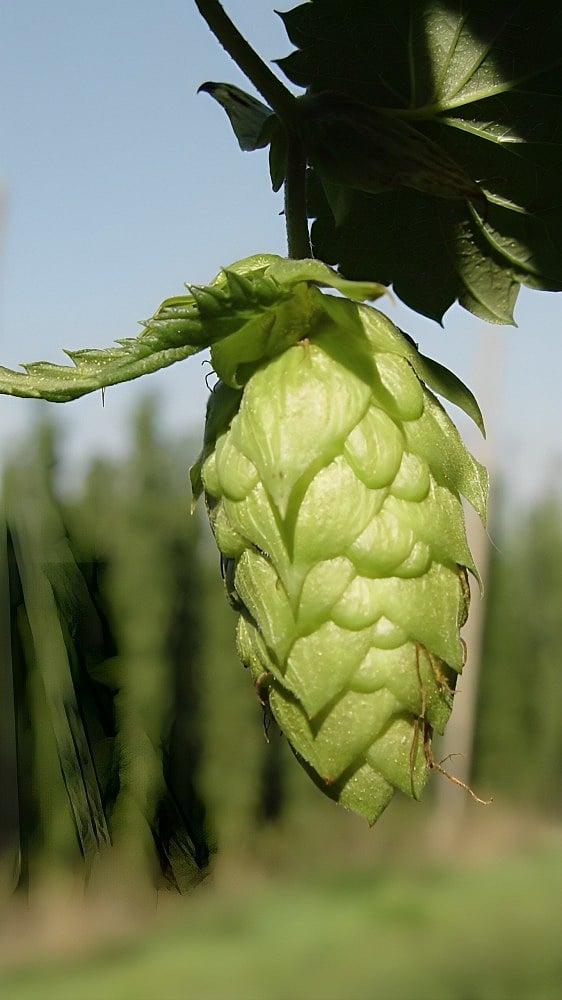 Hop Shoots | 'ही' भाजी लावा आणि व्हा करोडपती; जी बाजारात विकलीजाते 90 ...