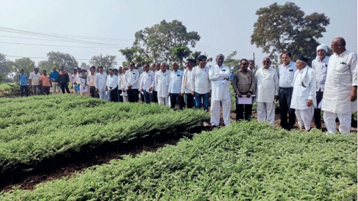 Crop Varieties | एकाच ठिकाणी गहू, हरभऱ्याच्या ६१ पीक वाणांची लागवड | Cultivation of 61 crop ...