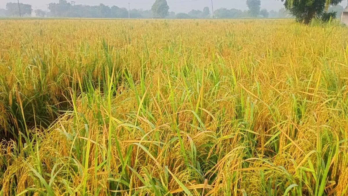 Paddy Farmers : धान उत्पादक शेतकऱ्यांना आधारभूत किंमत खरेदी अंतर्गत ...