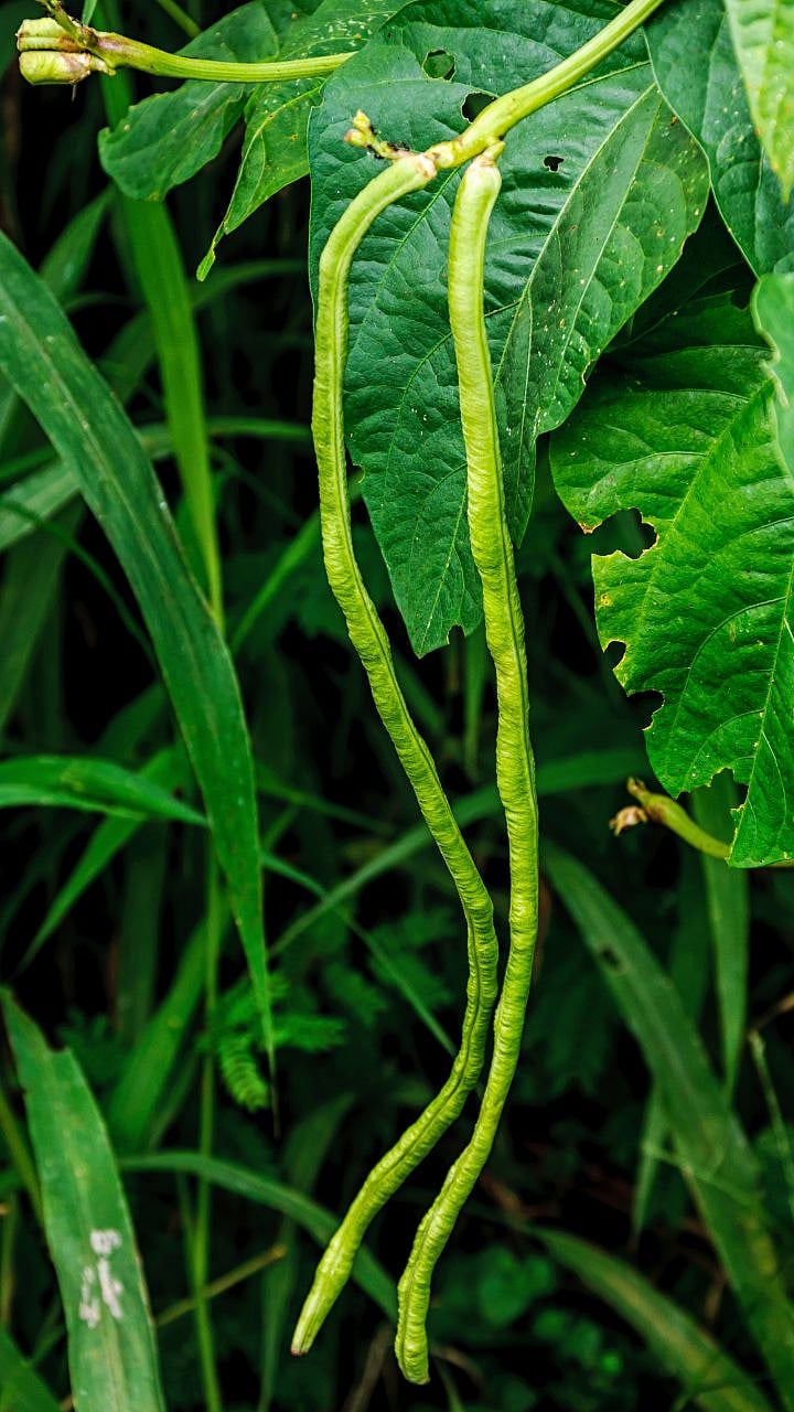 Chavali Fodder : चवळी पासून मिळतो भरपूर प्रथिने असलेला पौष्टिक हिरवा ...