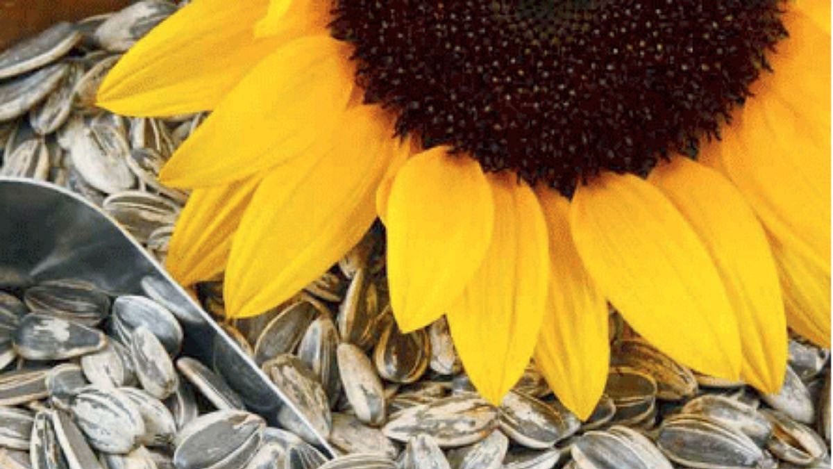Sunflower Seeds | सूर्यफूल बिया : पौष्टिक सुपरफूड | Sunflower seeds: A ...
