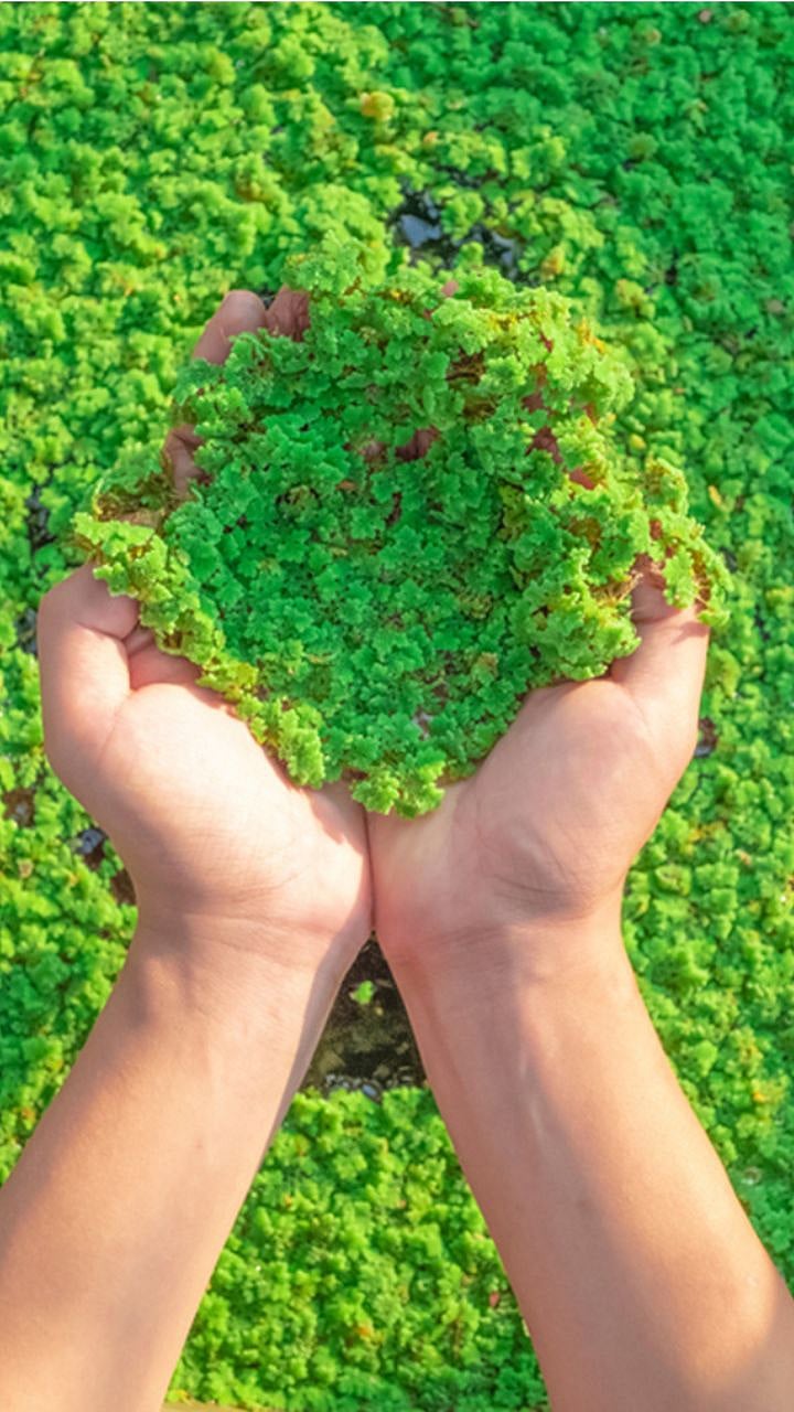 Azolla Fodder । अॅझोलाचा चारा जनावरांसाठी ड्राय फ्रूट । Azolla fodder ...