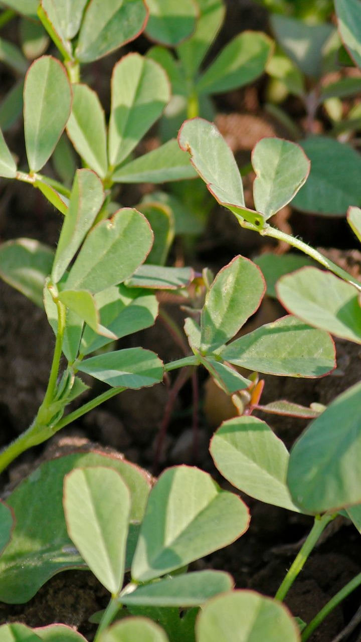 Methi Cultiavtion : अशी लावा कमी खर्चात जास्त उत्पादन देणारी मेथी ...