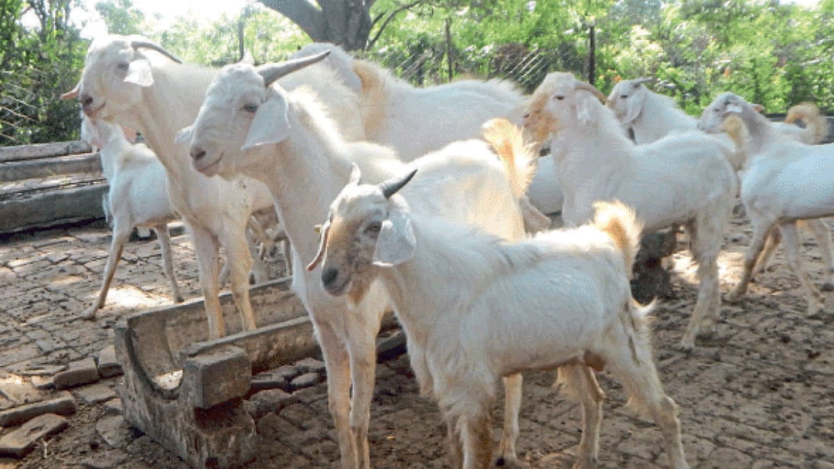 Goat Farming । ‘संगमनेरी शेळी’ची शेतकऱ्यांना साथ । economic progress of ...