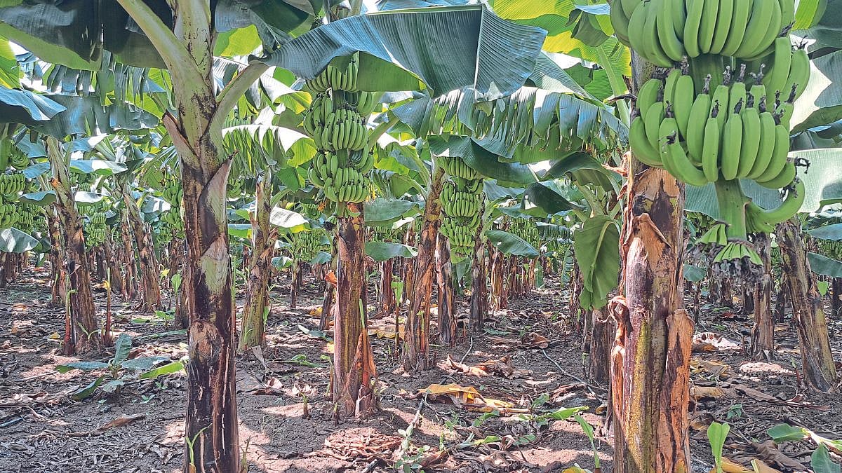 CNG Biogas । केळीच्या बुंध्यापासून सीएनजी गॅस तयार करा । Prepare CNG ...