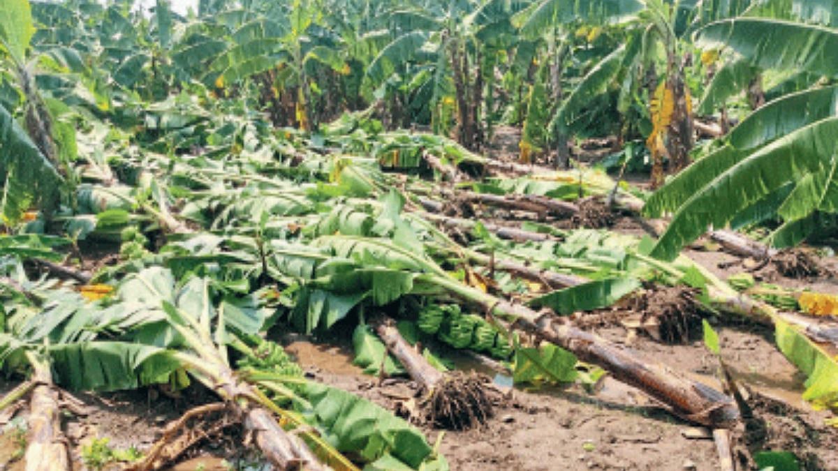 Crop Damage Compensation : वादळामुळे झालेल्या नुकसानीची भरपाई अल्प|Very ...
