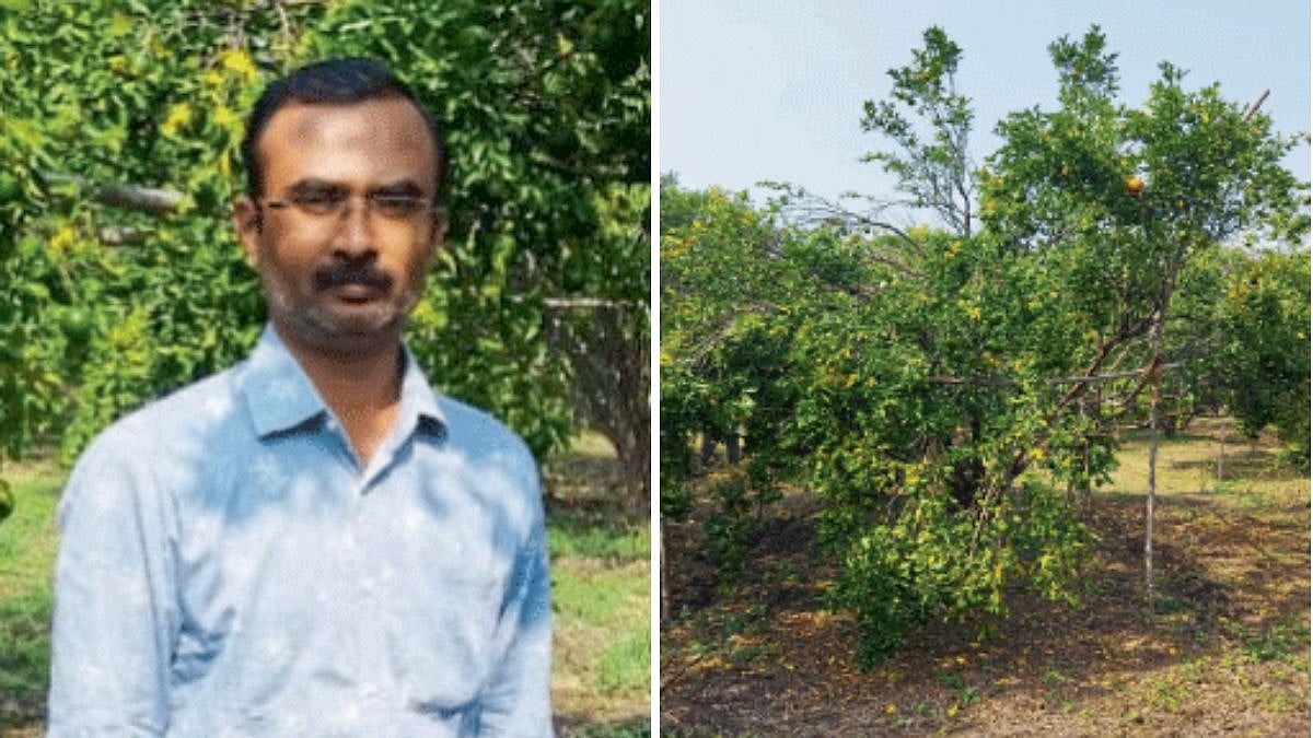 Orange Cultivation |संत्रा लागवडीत सेंद्रिय खत वापरावर भर | Emphasis on ...