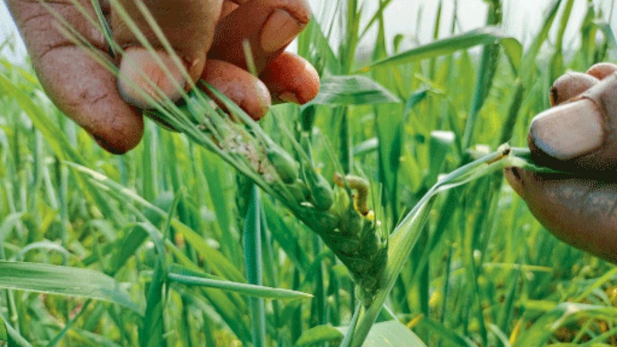 Crop Disease | गव्हाच्या पिकावर किडीचा प्रादुर्भाव | Insect infestation ...