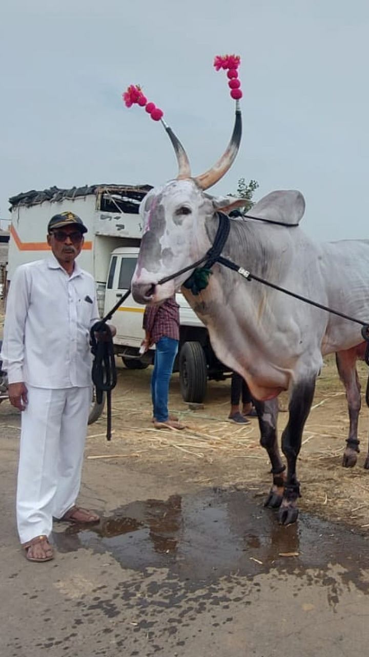 Khilar Bull Market । खिलार बैलांसाठी फेमस जतचा यल्लम्मादेवी यात्रेचा ...