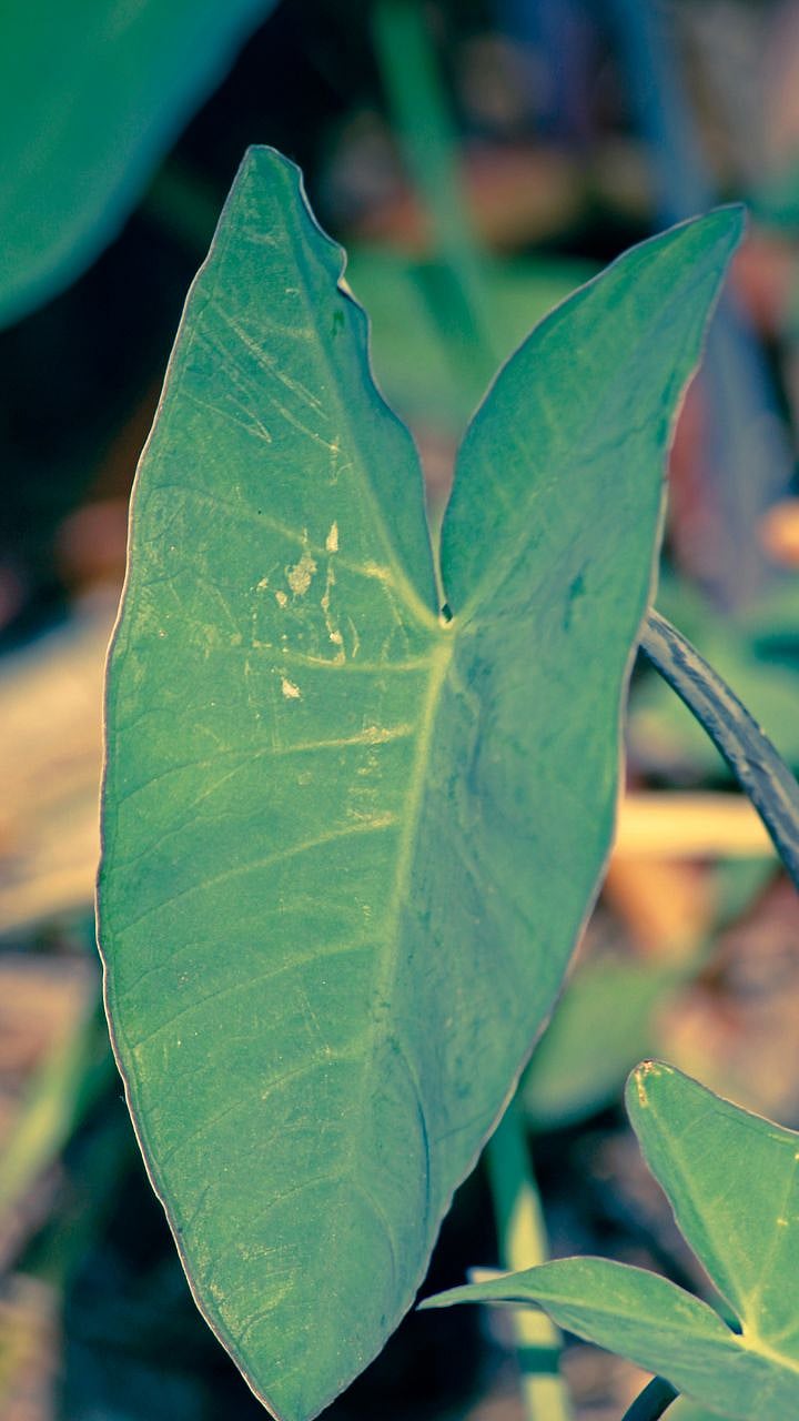 Alu Cultivation : अळूची लागवड कधी, कशी करावी?|When and how to plant ...