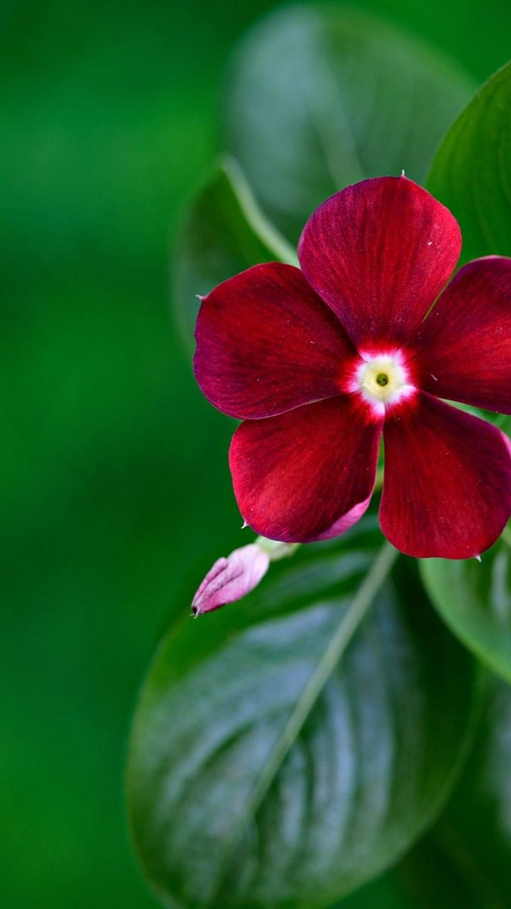 Sadaphuli|या फुलाच्या पेस्टने चेहऱ्यावरील पुरळ नाहीसे होतील|Sadaphuli ...