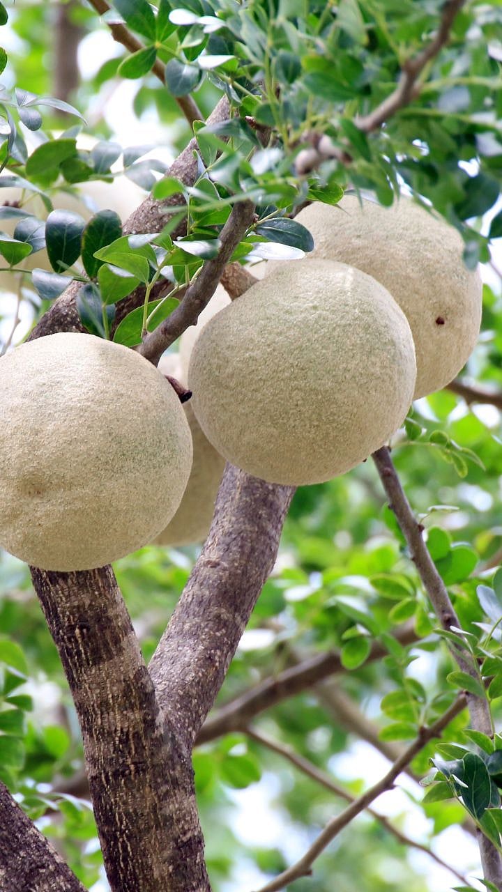 Wood Apple Benefits : महाशिवरात्रीला विशेष मान असणारे आंबट, गोड कवठ ...