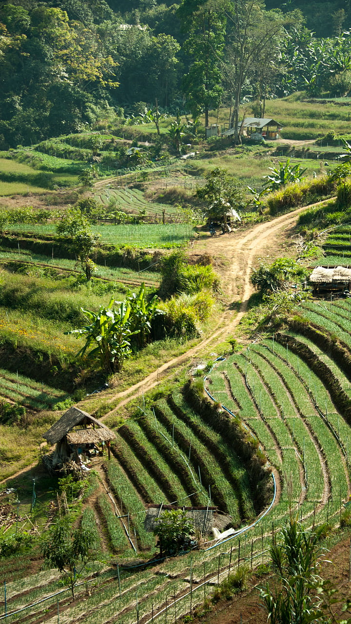 Terrace Farming : भारतात टेरेस फार्मिंग कुठे होते?|Where does terrace ...