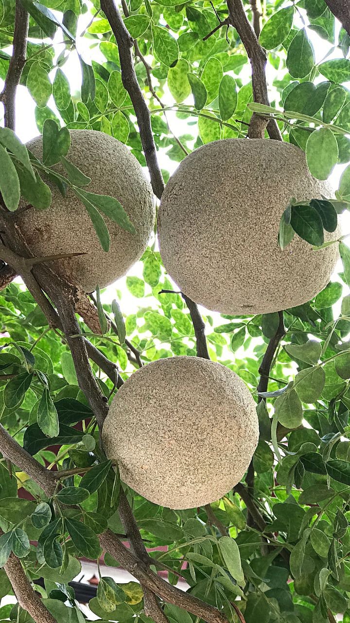 Wood Apple Benefits : आरोग्यदायी कवठ खाण्याचे फायदे |Benefits of eating ...