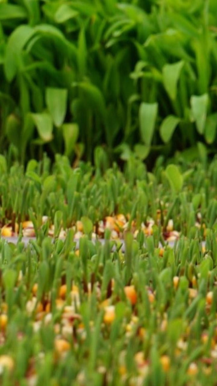 Hydrophonics Fodder : हायड्रोपोनिक्स चाऱ्याचे फायदे |What are the ...