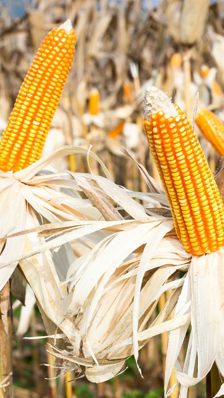 Maize Processing : चाऱ्याबरोबर सुपरफूड आहे मका ; जाणून घ्या मक्याचे ...