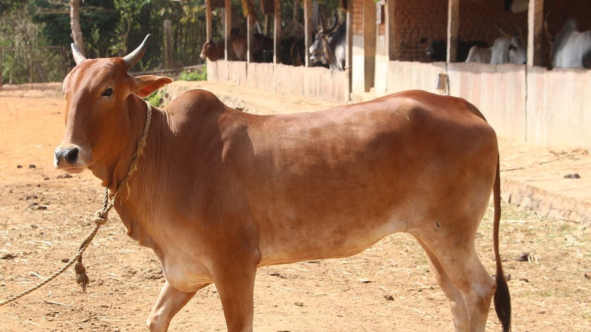 Kandhari Cow | ‘कंधारी’ संवर्धनसाठी प्रयत्न करू | Let's try for ...