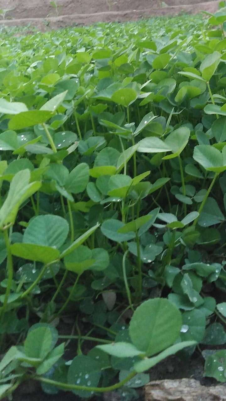 Methi Cultivation : कमी खर्चात, कमी दिवसात जास्त उत्पादन देणाऱ्या ...