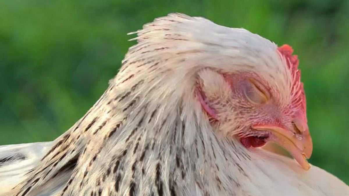 Chicken Disease | कोंबड्यांतील फाउल कॉलरा | Fowl cholera in chickens ...