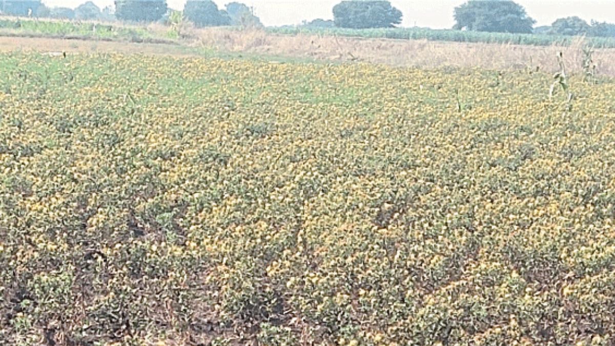 Crop Crisis | हेर शिवारातील करडईचे पीक पाण्याअभावी संकटात | Kardai crop ...