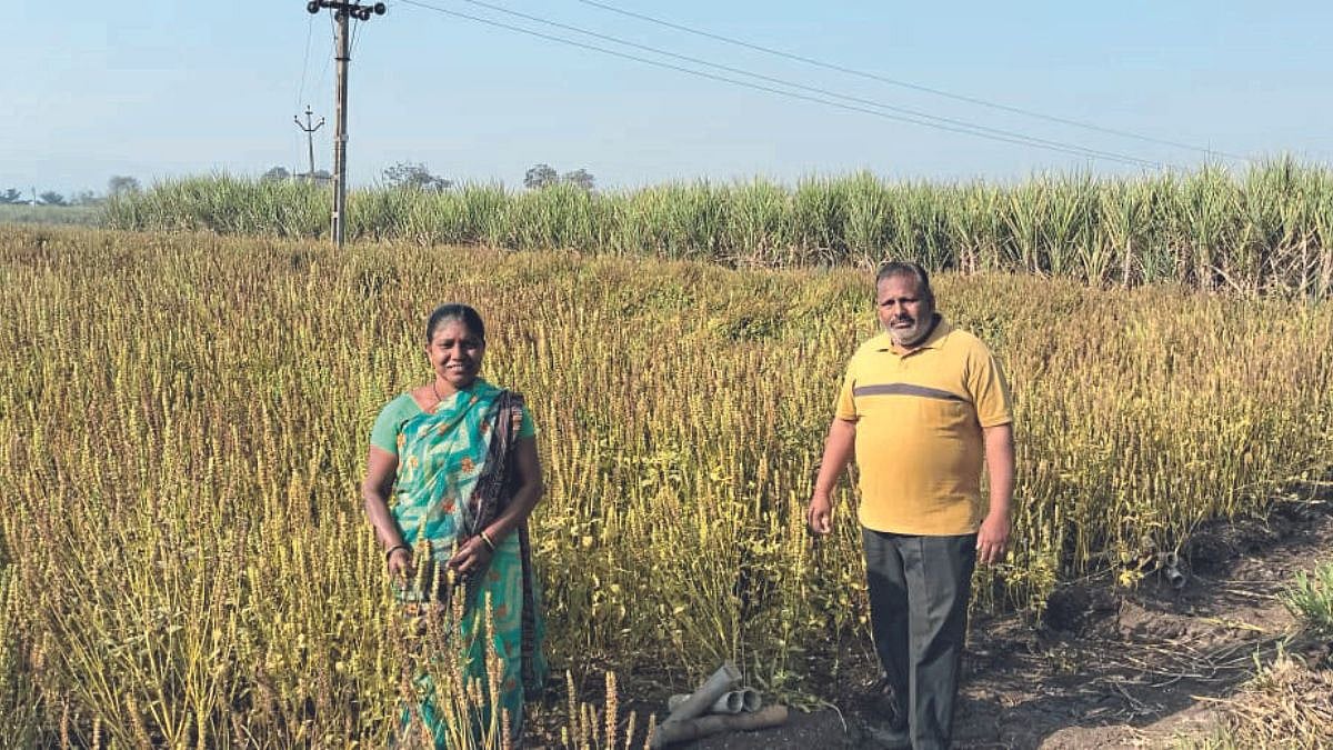 Chia Farming । शेतकऱ्यांचा चिया पीक उत्पादनाकडे कल । Inclination of ...