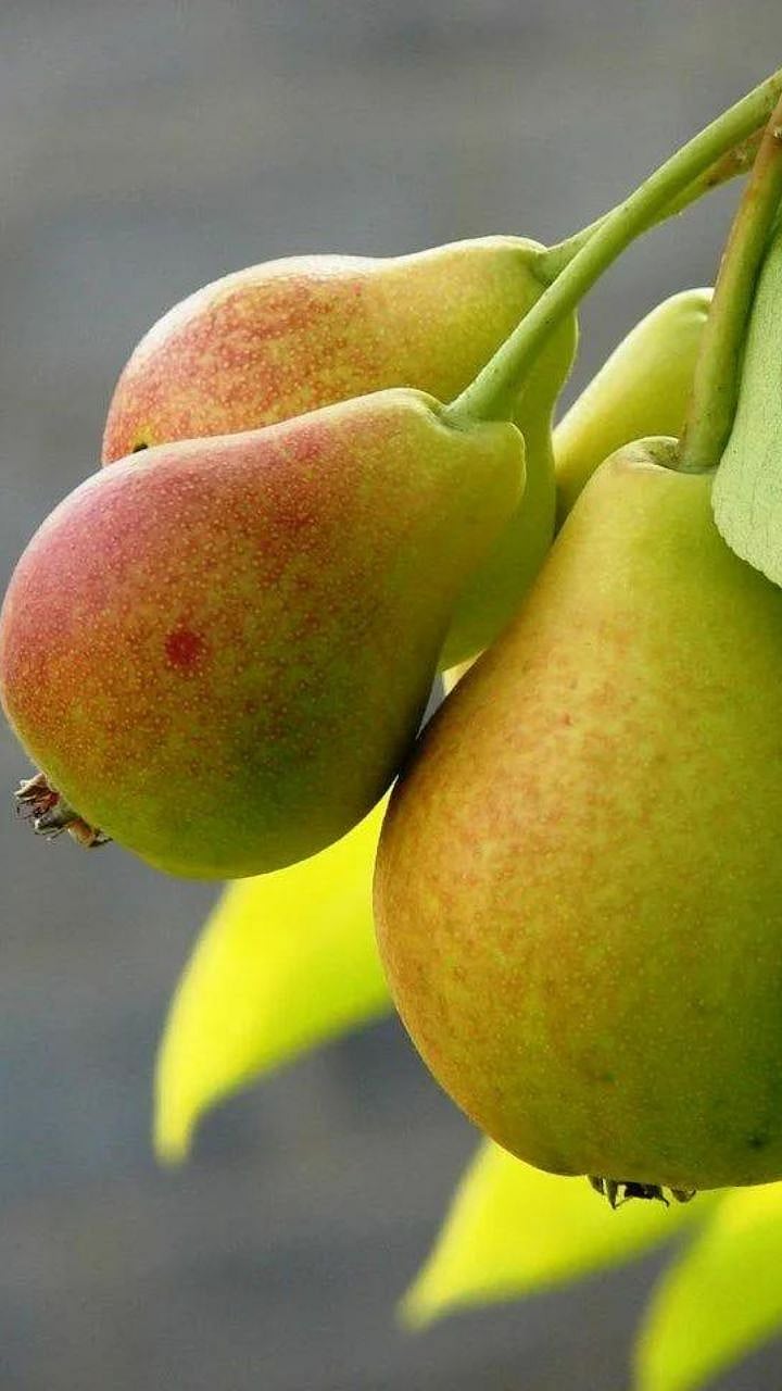 Pear Heath Benefit । आयुर्वेदीक गुणधर्मांनी परिपूर्ण नासपती ...