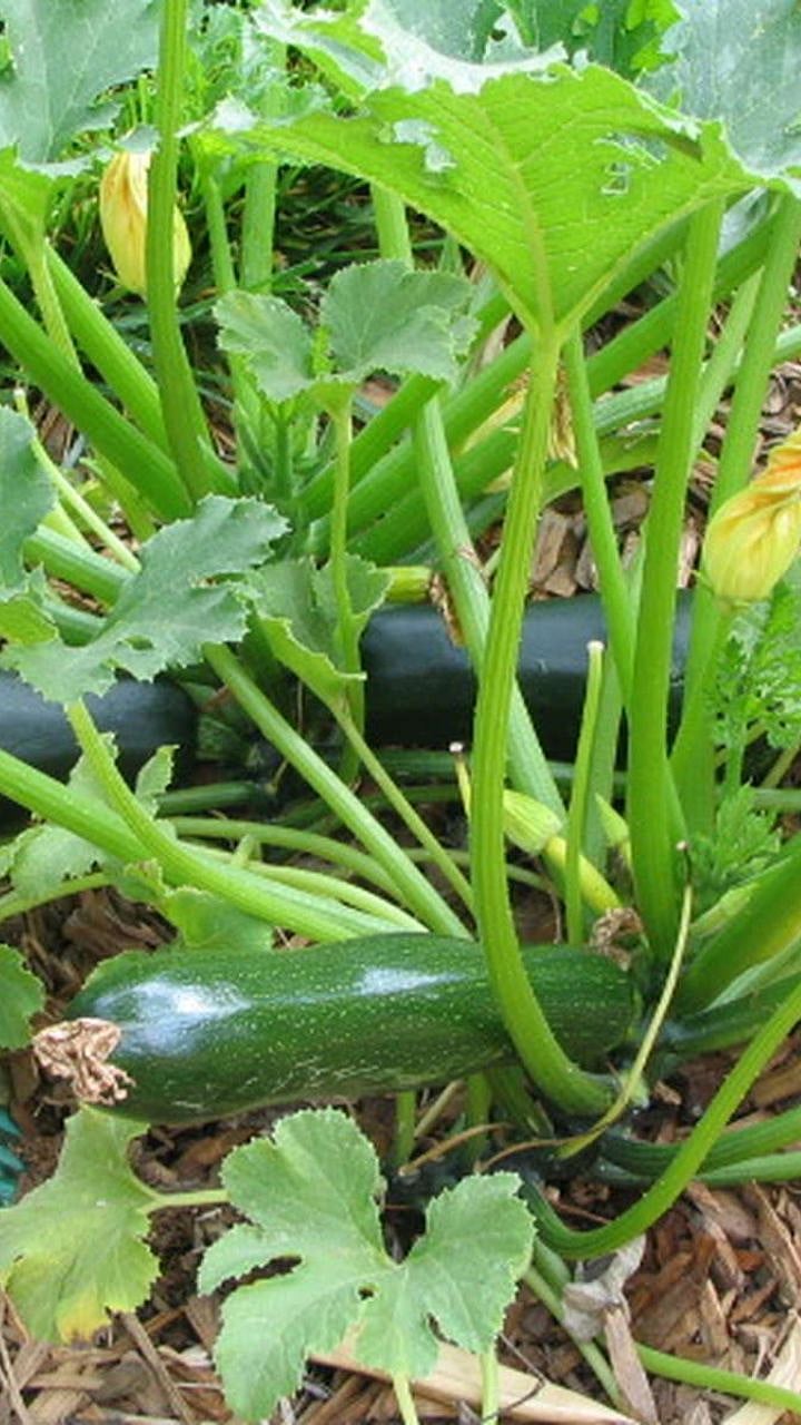 Zucchini Crop : दिड महिन्यात तयार होणारी भाजी झुकिनी |Vegetable ...