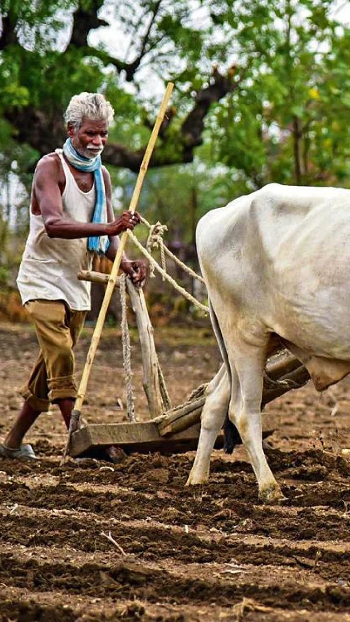 PM Kisan । 'पीएम किसान'चा १६ वा हप्ता कधी येणार ; अखेर मुहूर्त ठरला ...