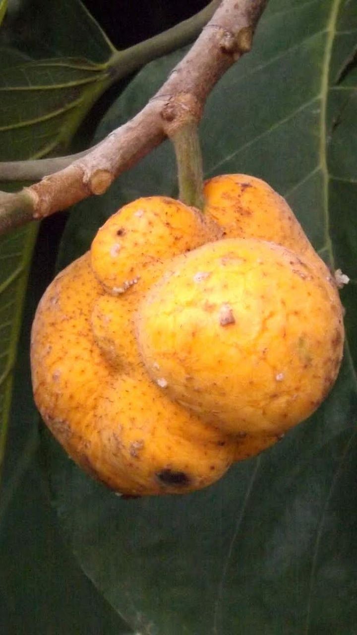 Monkey Fruit Benefits |'या' फळाच्या सेवनाने यकृताशी संबंधित आजारचा धोका ...
