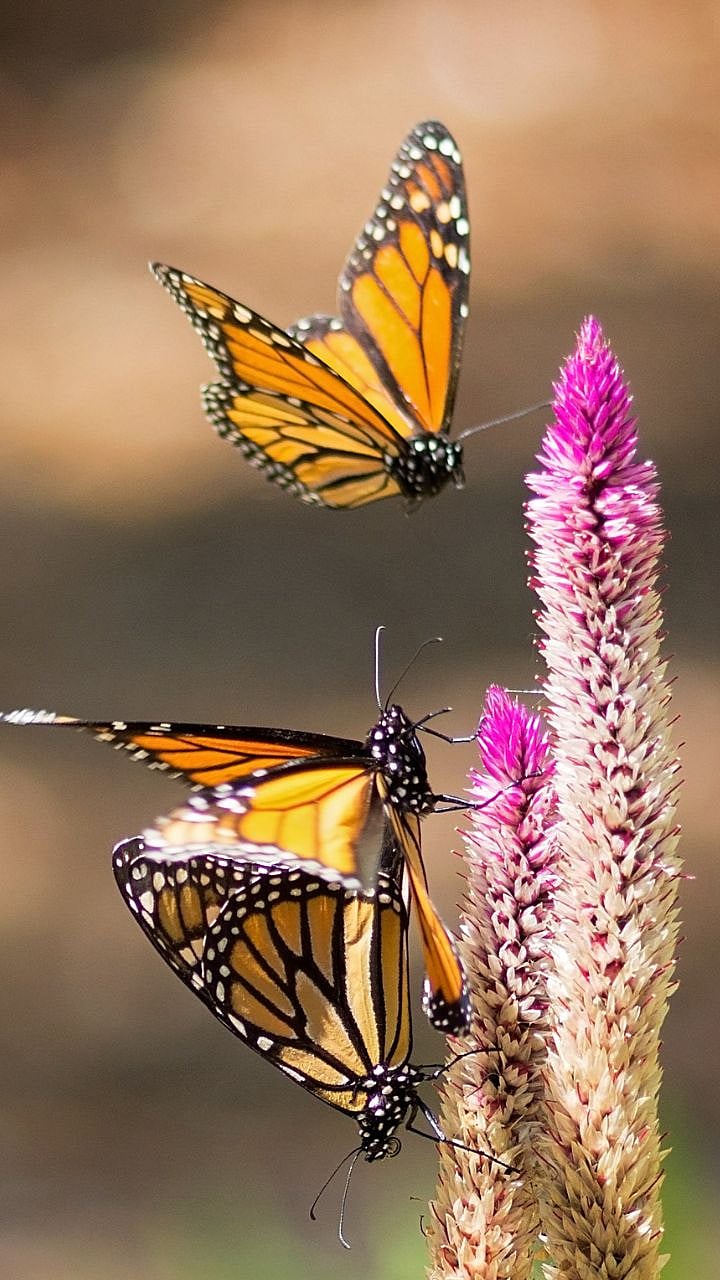 Butterfly : छान किती दिसते फुलपाखरु! फुलपाखरा बद्दल तुम्हाला या गोष्टी ...