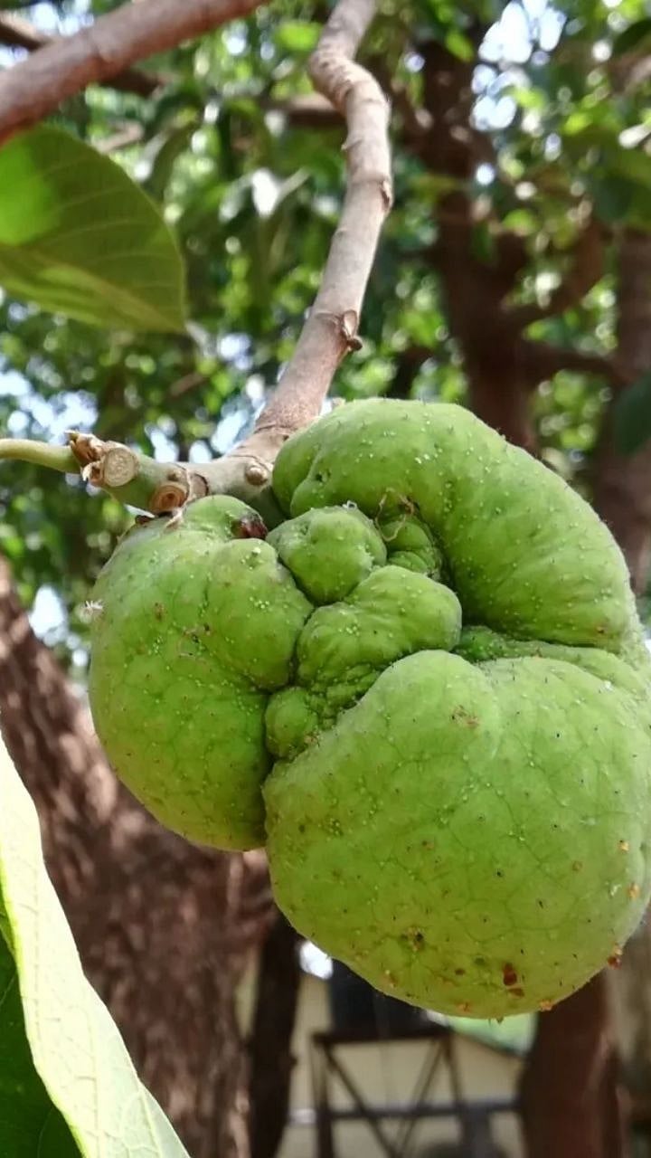Monkey Fruit | ओबड-धोबड असणारे 'हे' फळ औषधी गुणधर्मांनी परिपूर्ण ...