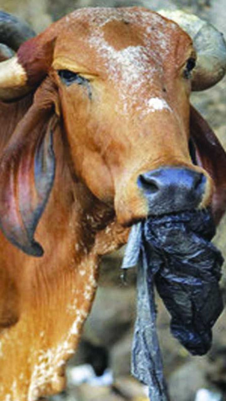 Animal Care । प्लास्टिक खाणं जनावरांसाठी ठरेल जीवघेणं । Animal health ...