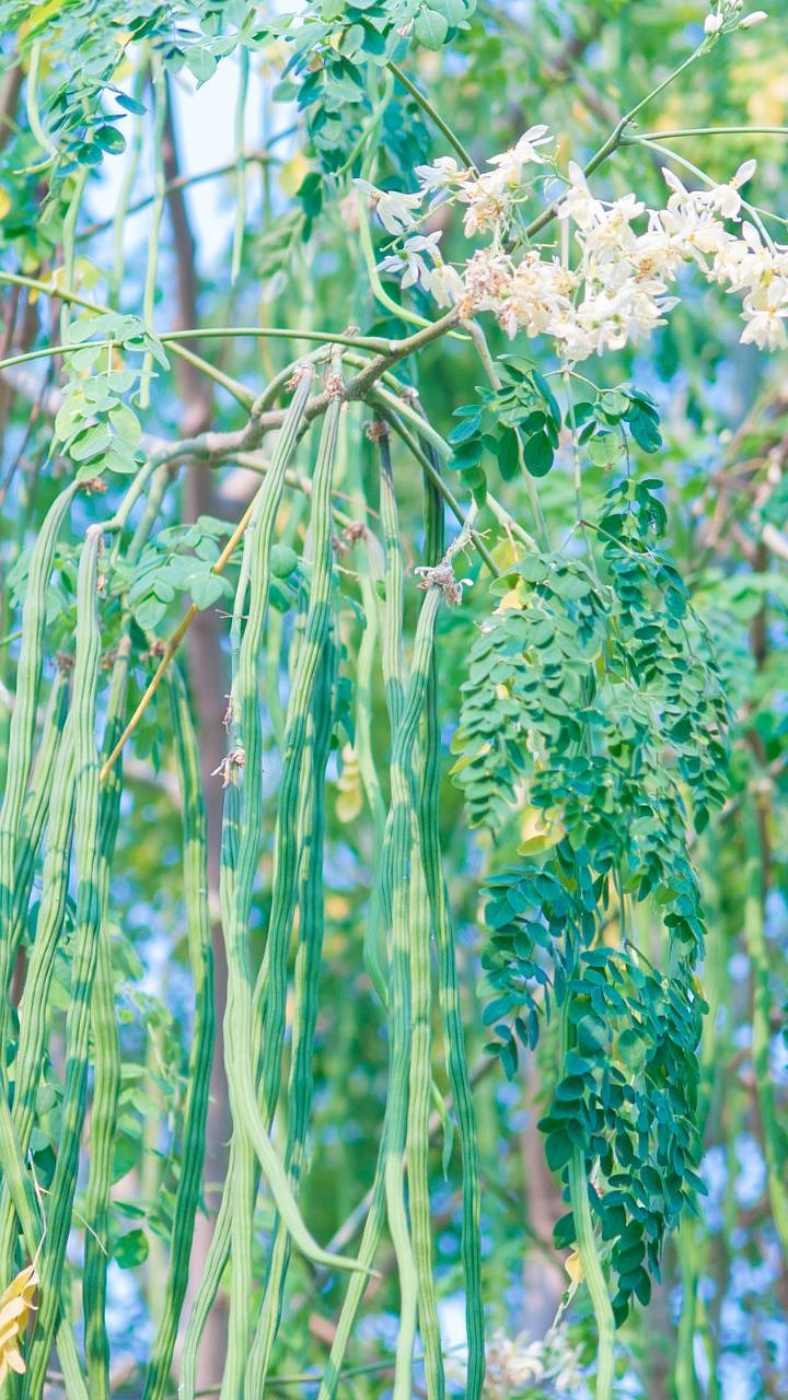 Moringa Farming : कोरडवाहू, हलक्या जमिनीसाठी फायदेशीर शेवगा लागवड ...