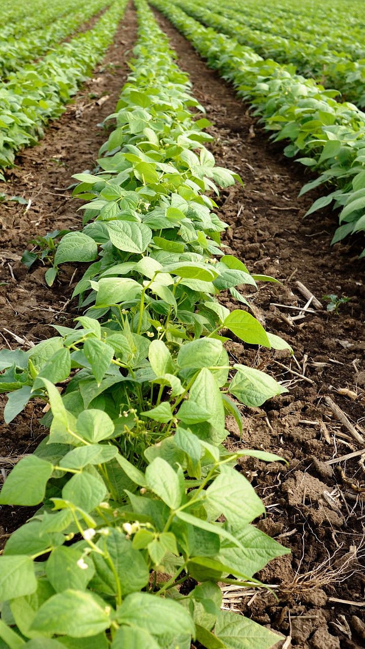 Bean Cultivation : अशी करा घेवड्याची लागवड|Cultivation of Ghevada